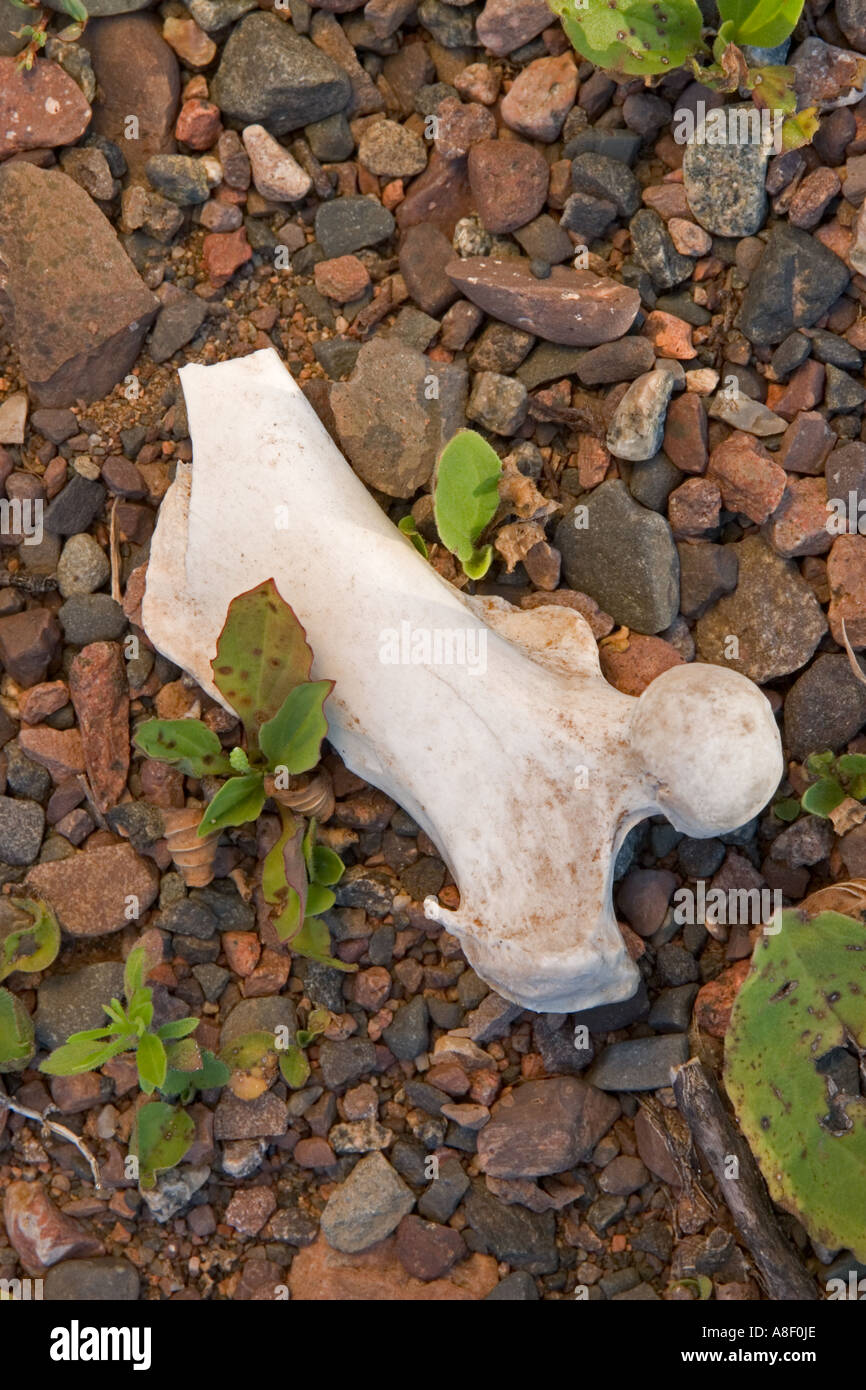 Bone death hi-res stock photography and images - Alamy