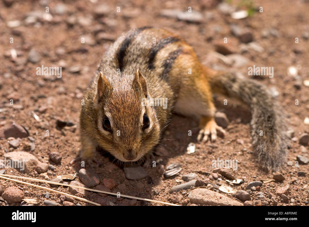 Eastern chipmunk seed hi-res stock photography and images - Alamy