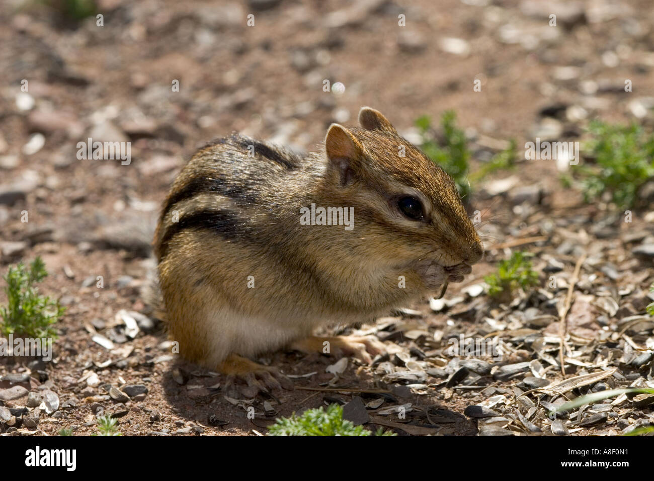 Eastern chipmunk seed hi-res stock photography and images - Alamy
