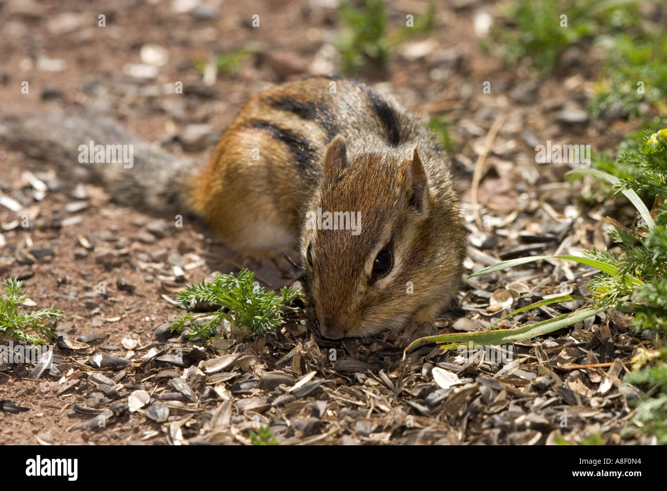 Eastern chipmunk seed hi-res stock photography and images - Alamy
