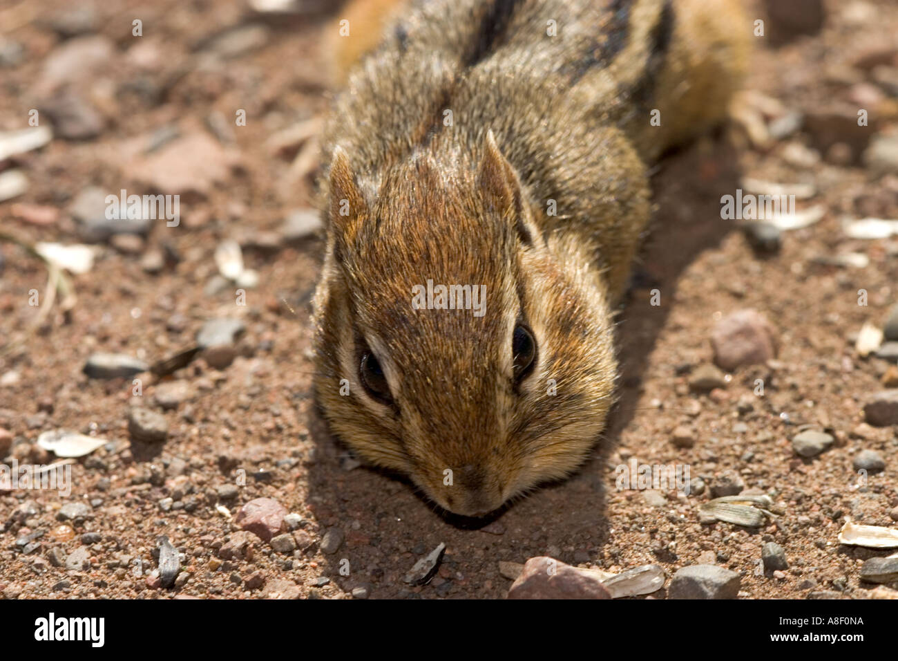 Eastern chipmunk gathering seeds Stock Photo - Alamy