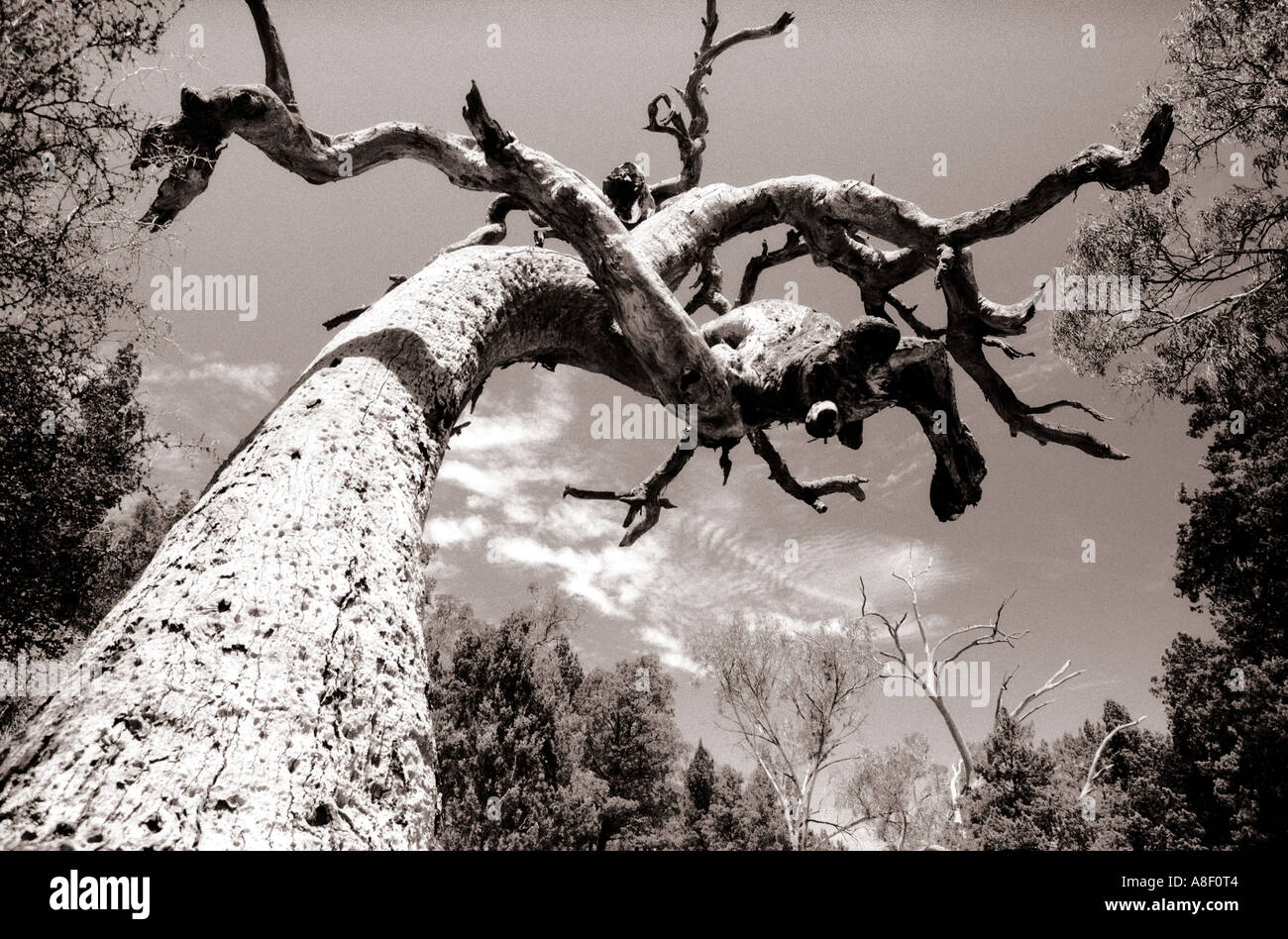 Dead gum tree in the Flinders Ranges, South Australia. Photographed in ...