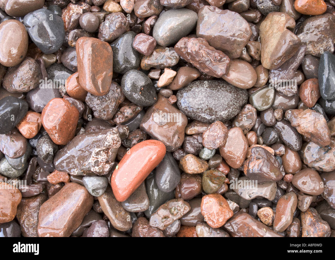 Pebbles along the shoreline Stock Photo - Alamy