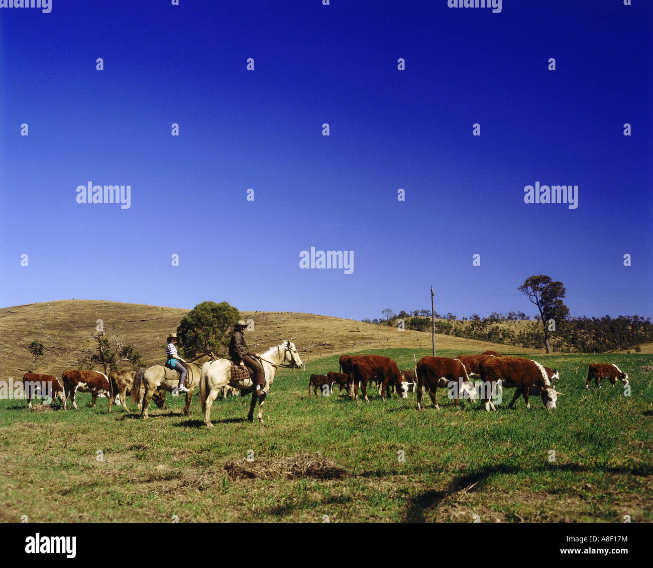 geography / travel, Australia, Queensland, agriculture, breeding ...