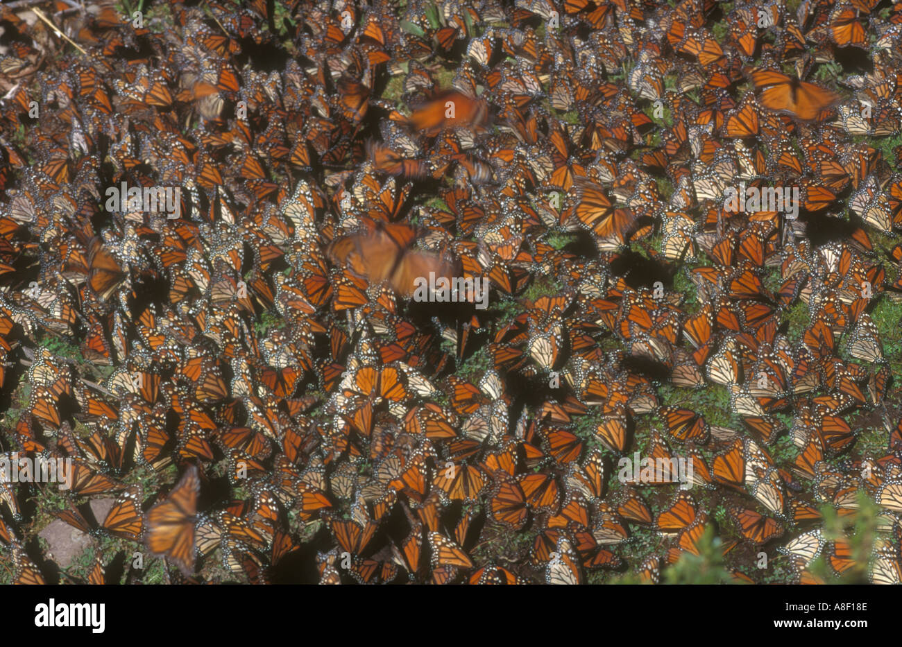 Mass of butterflies hi-res stock photography and images - Alamy