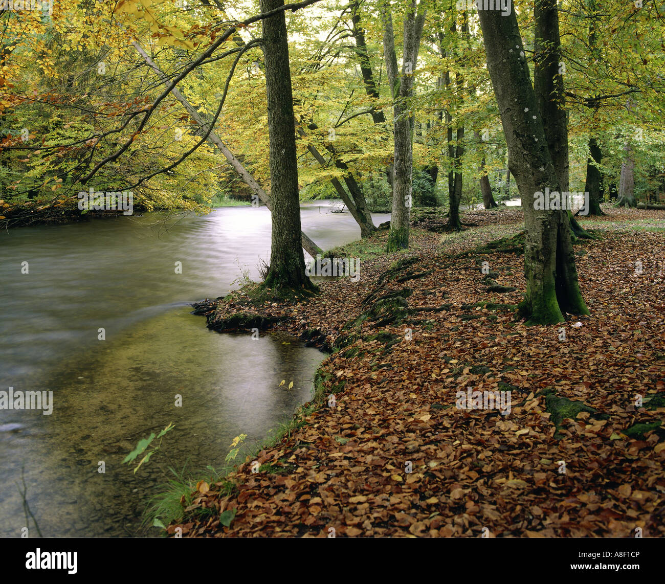 geography / travel, Germany, Bavaria, landscape, Würmtal, autumn Auwald ...
