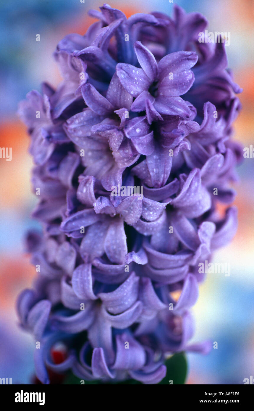 Blue hyacinth Hyacinthus hybr Stock Photo - Alamy