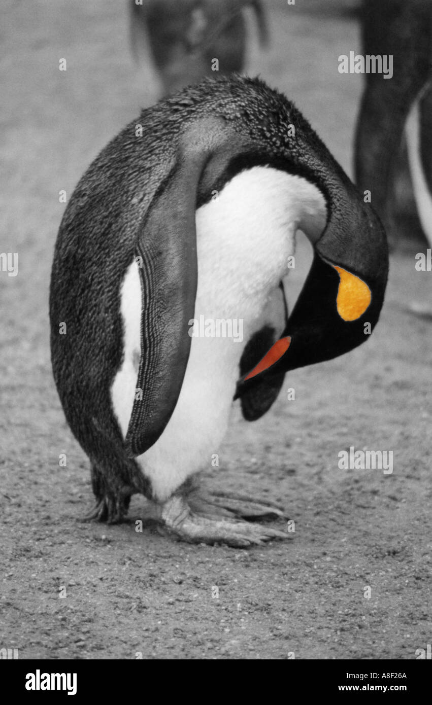 Penguin looking down hi-res stock photography and images - Alamy