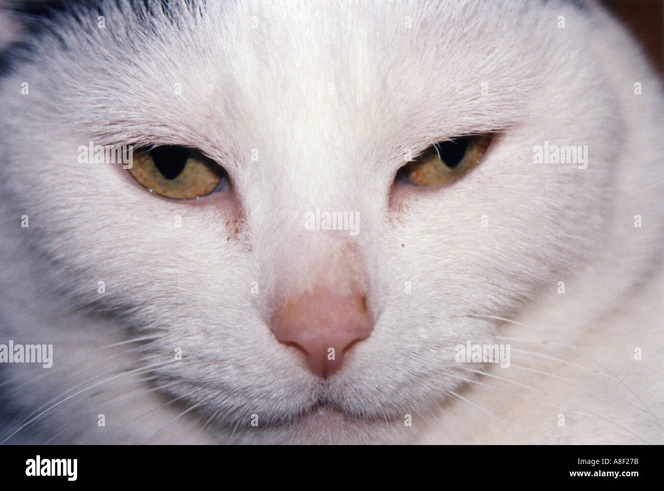 Picture of cats hi-res stock photography and images - Alamy