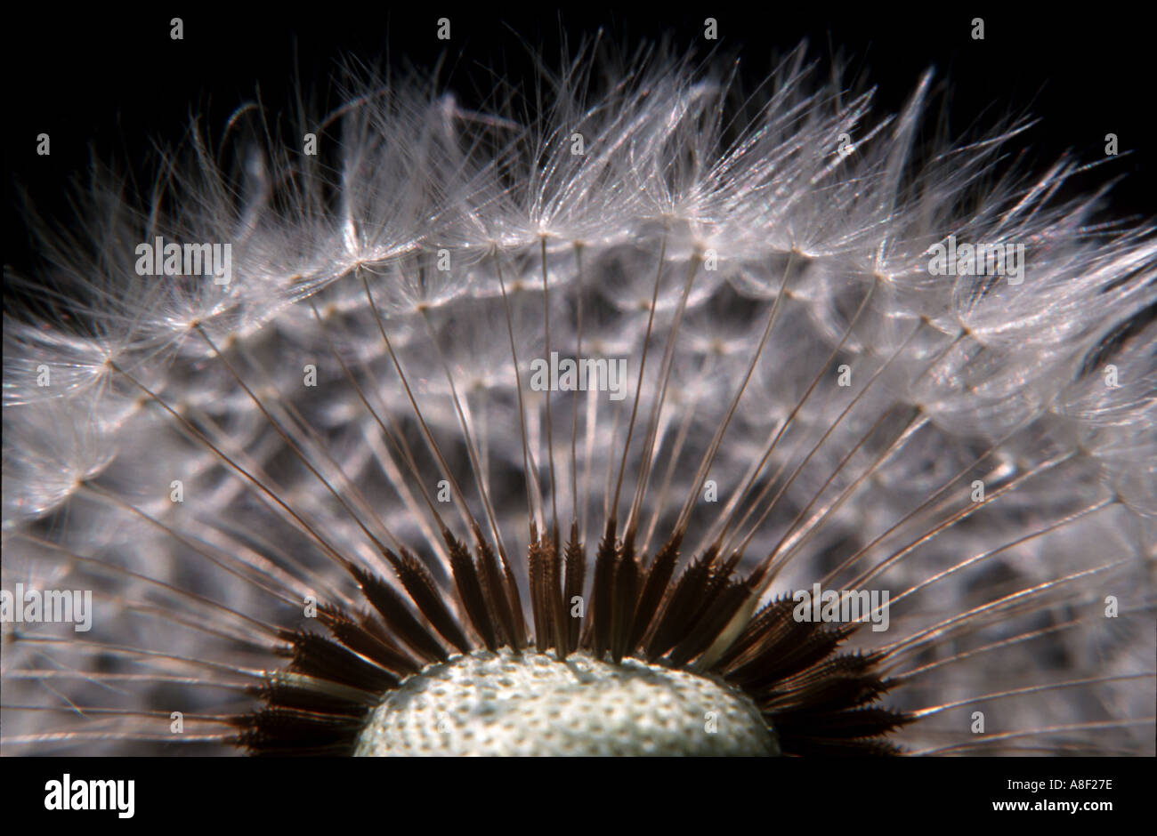 Groundsel seed hi-res stock photography and images - Alamy