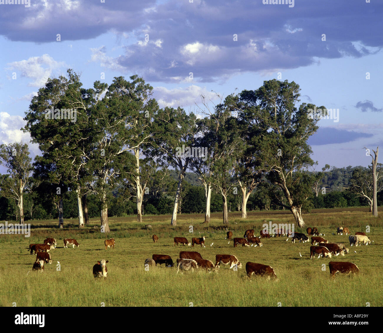 geography / travel, Australia, agriculture, animal farming, cattle ...