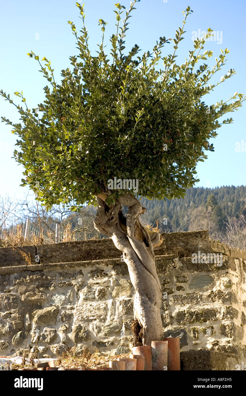 tree with behind a wall Stock Photo - Alamy