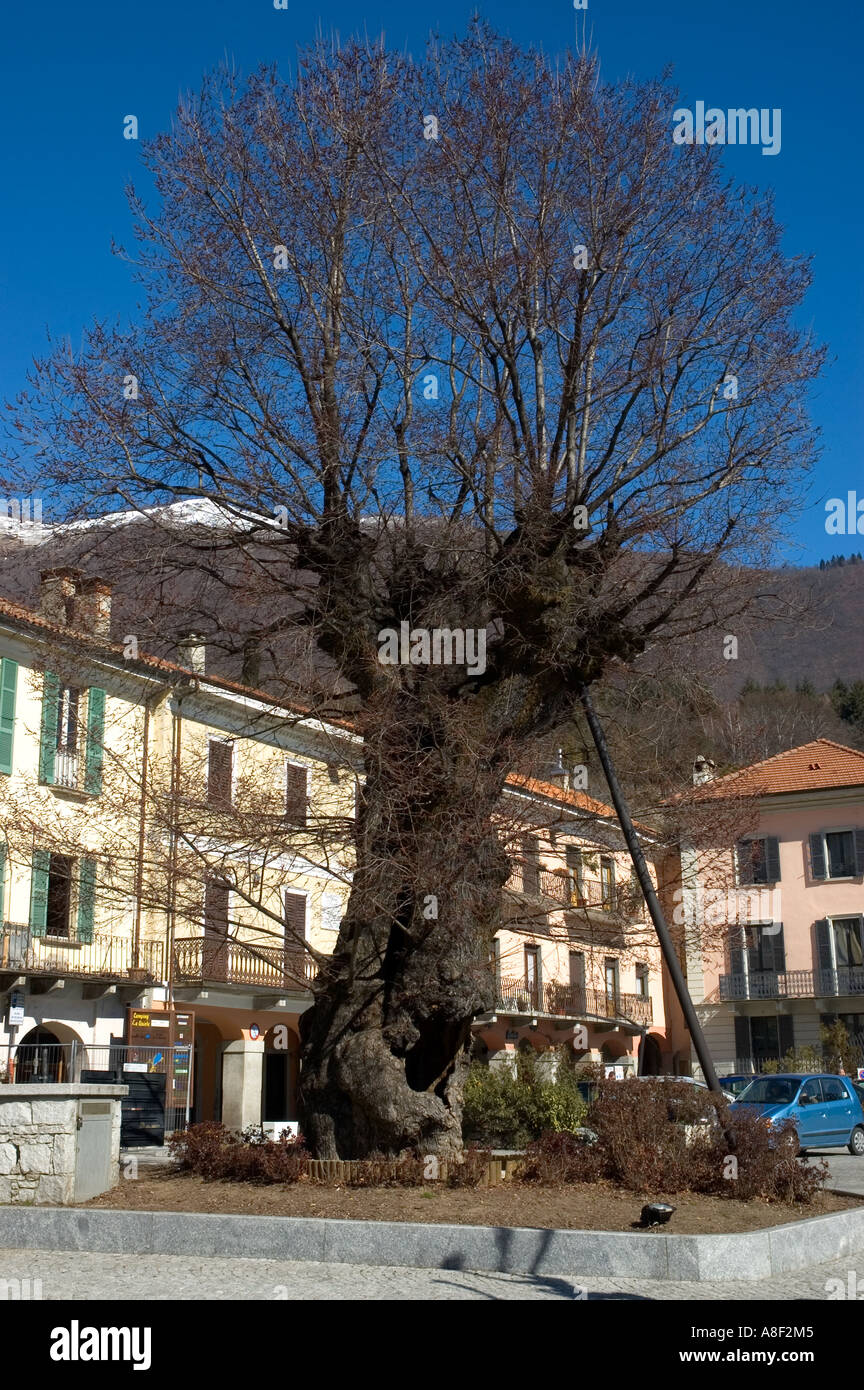 old tree in mergozzo lake - italy Stock Photo - Alamy