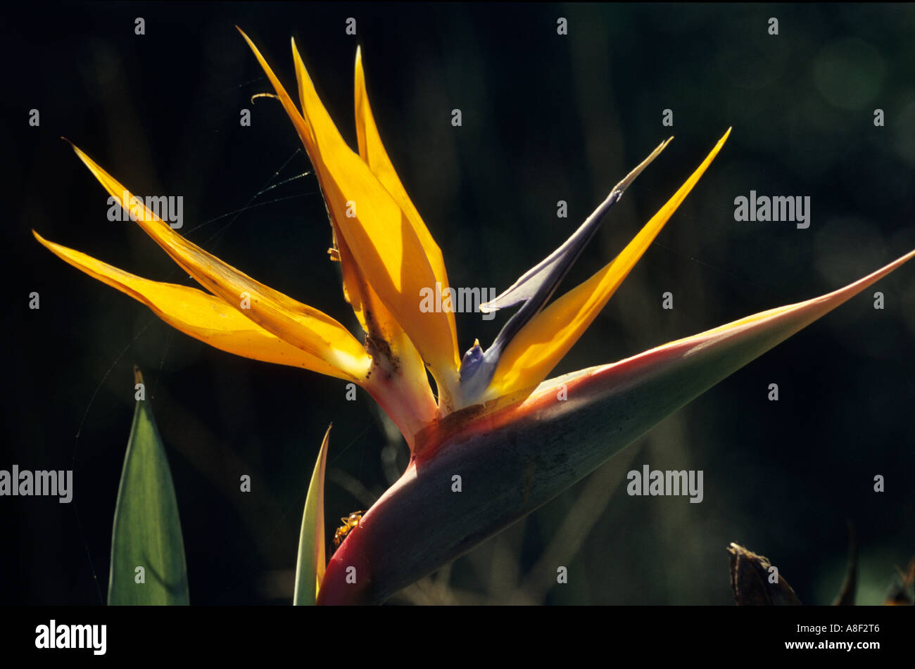 Crane flower, Bird of Paradise Flower, Strelitzia reginae Stock Photo ...