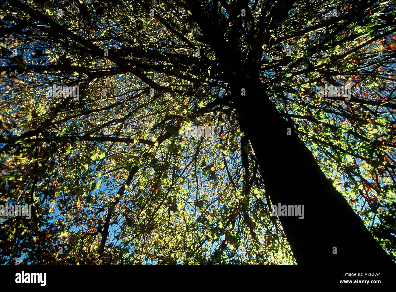 A deciduous tree is about to shed its colourful autumn leaves Stock ...