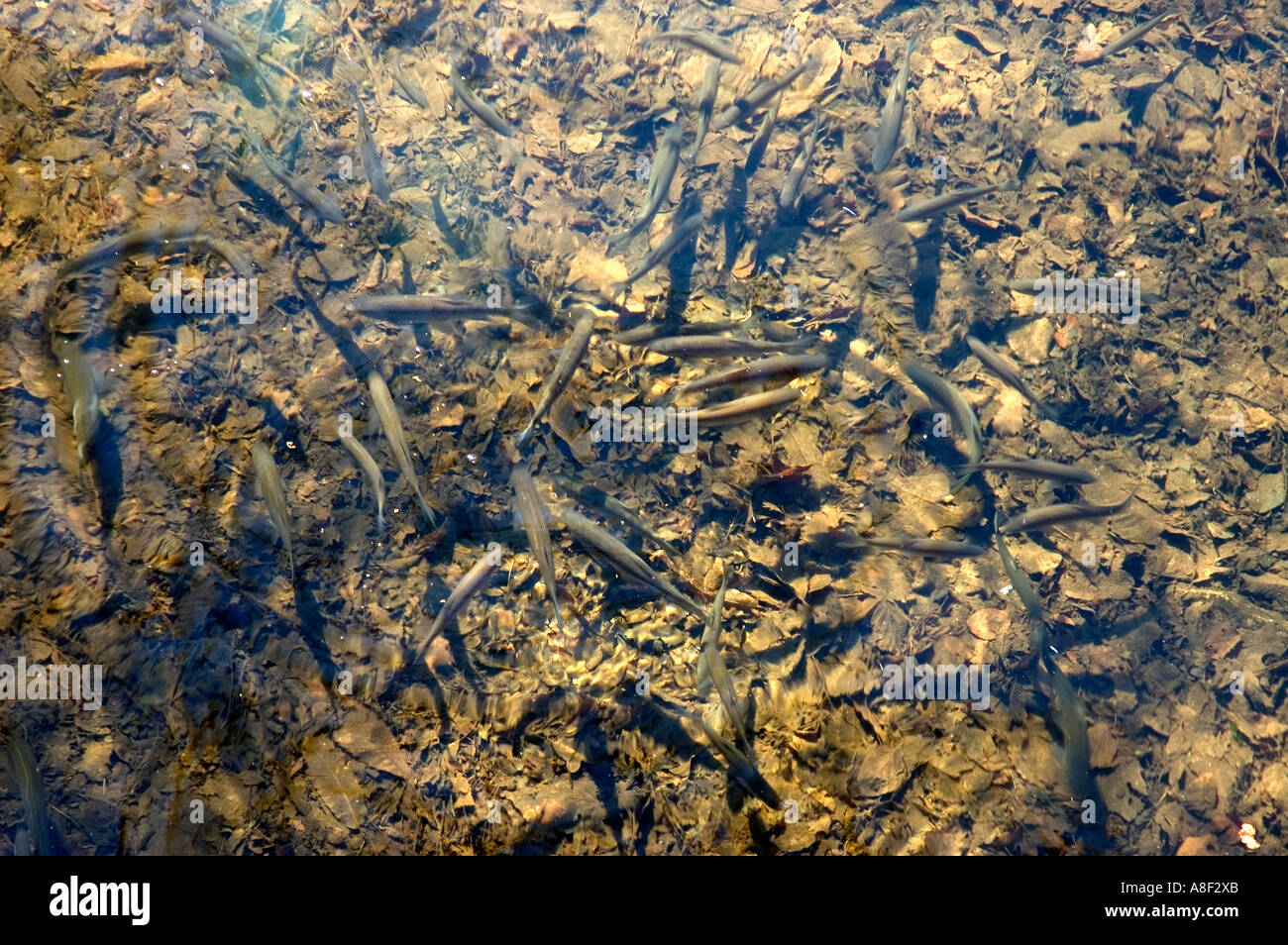 Lago di mergozzo maggiore hi-res stock photography and images - Alamy