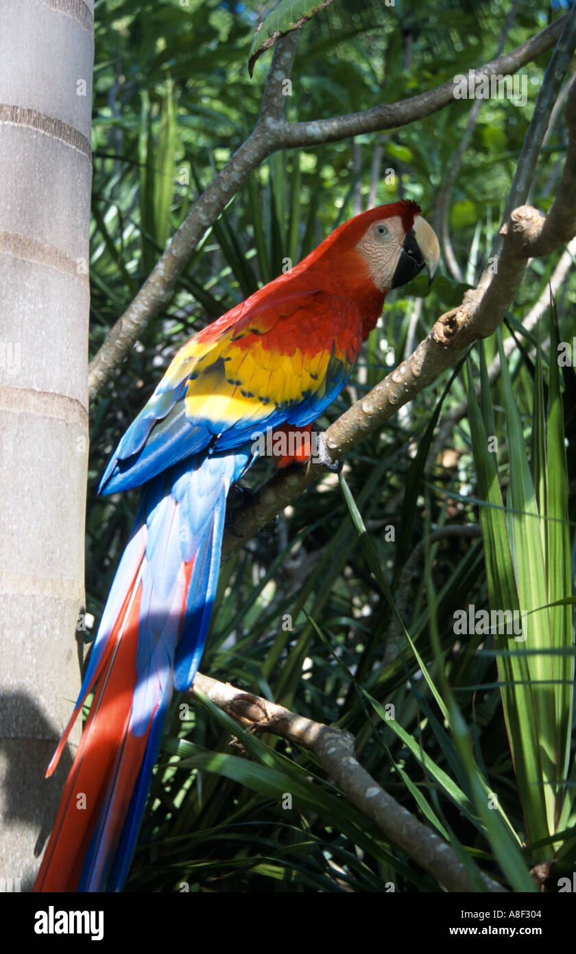 Parrot puerto rico hi-res stock photography and images - Alamy