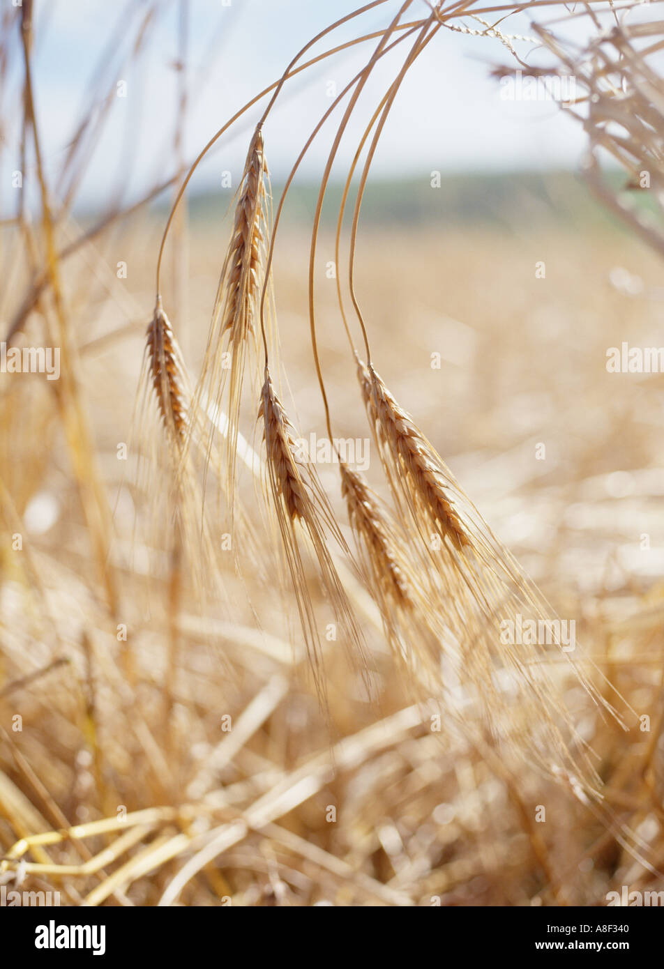 Bere barley hi-res stock photography and images - Alamy