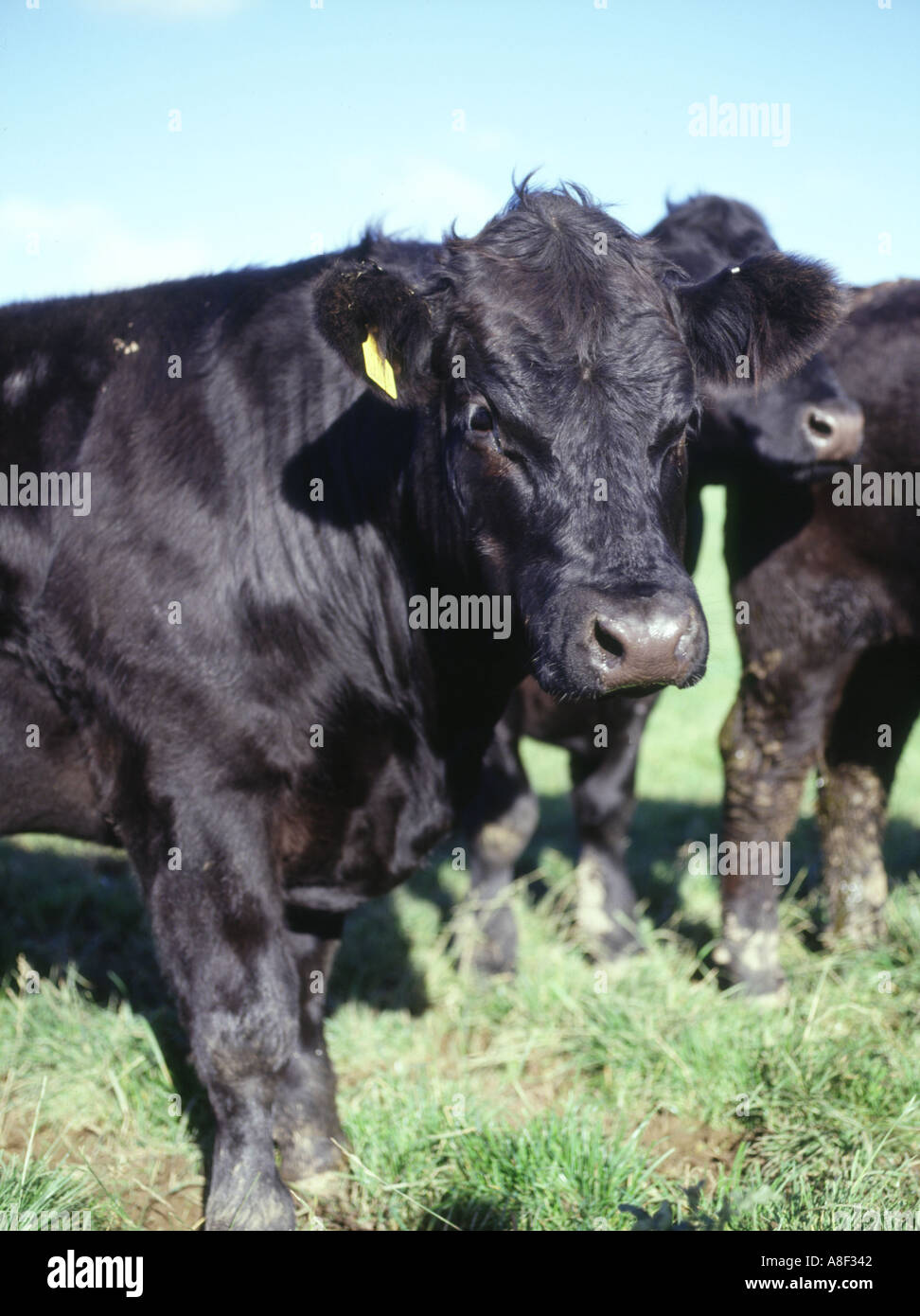 dh Scottish Aberdeen Angus CATTLE SCOTLAND Beef pedigree Cow close up ...
