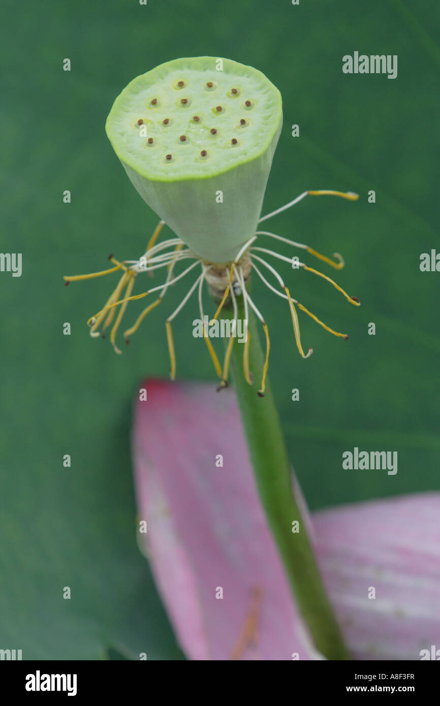 Bunga lotus hi-res stock photography and images - Alamy