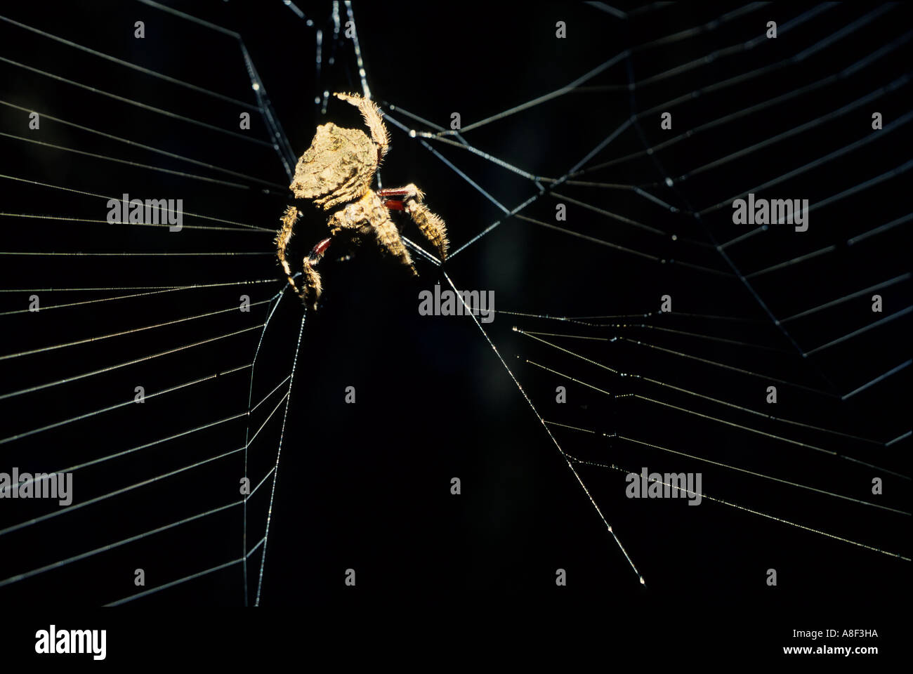 A bark spider is seen with the threads of its web Stock Photo - Alamy