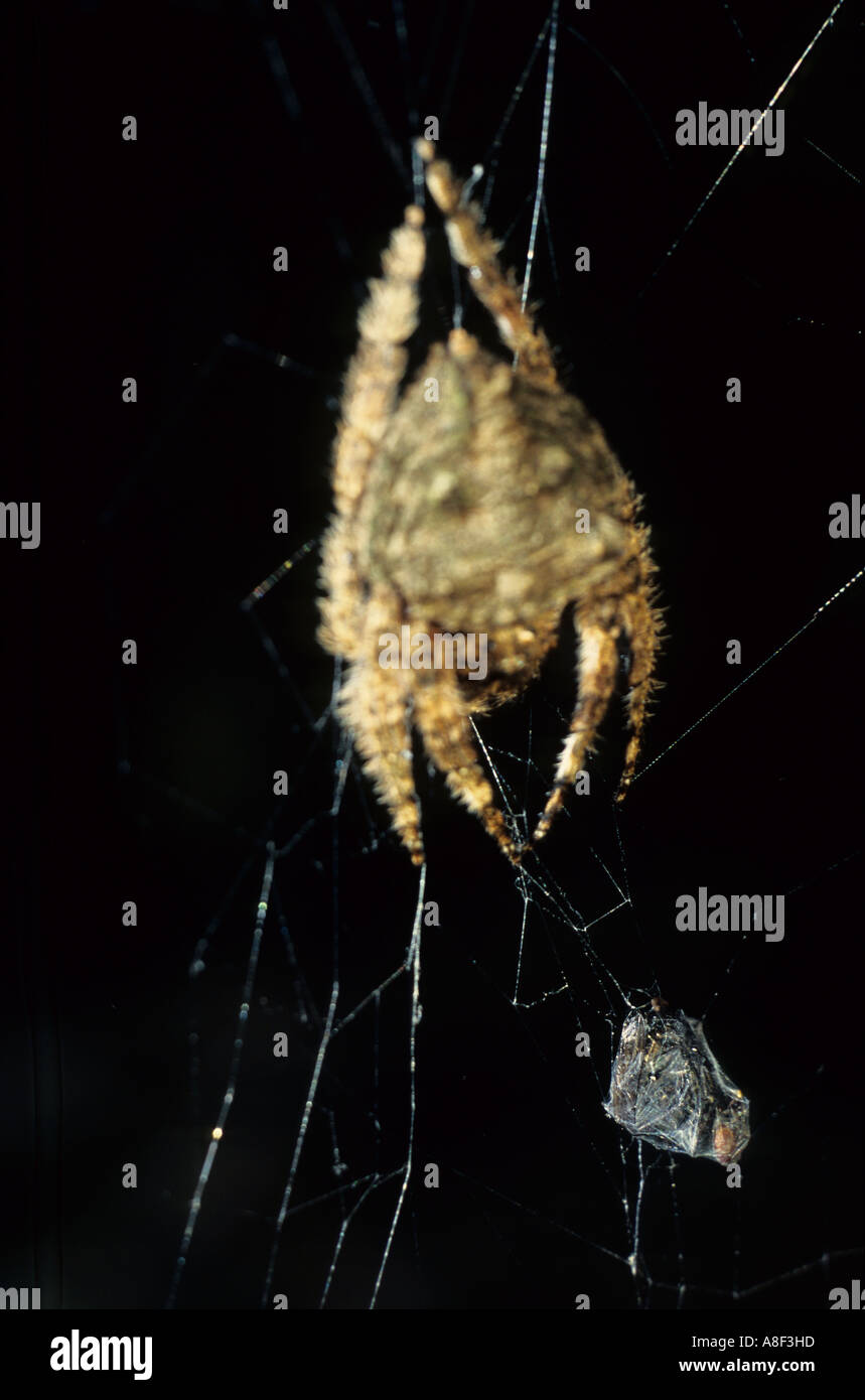 Spreading Spider Web High Resolution Stock Photography and Images - Alamy