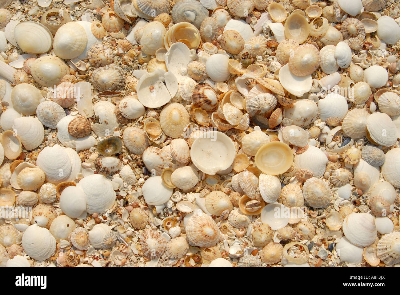 An abundance of small seashells on the white sandy beaches on a small ...