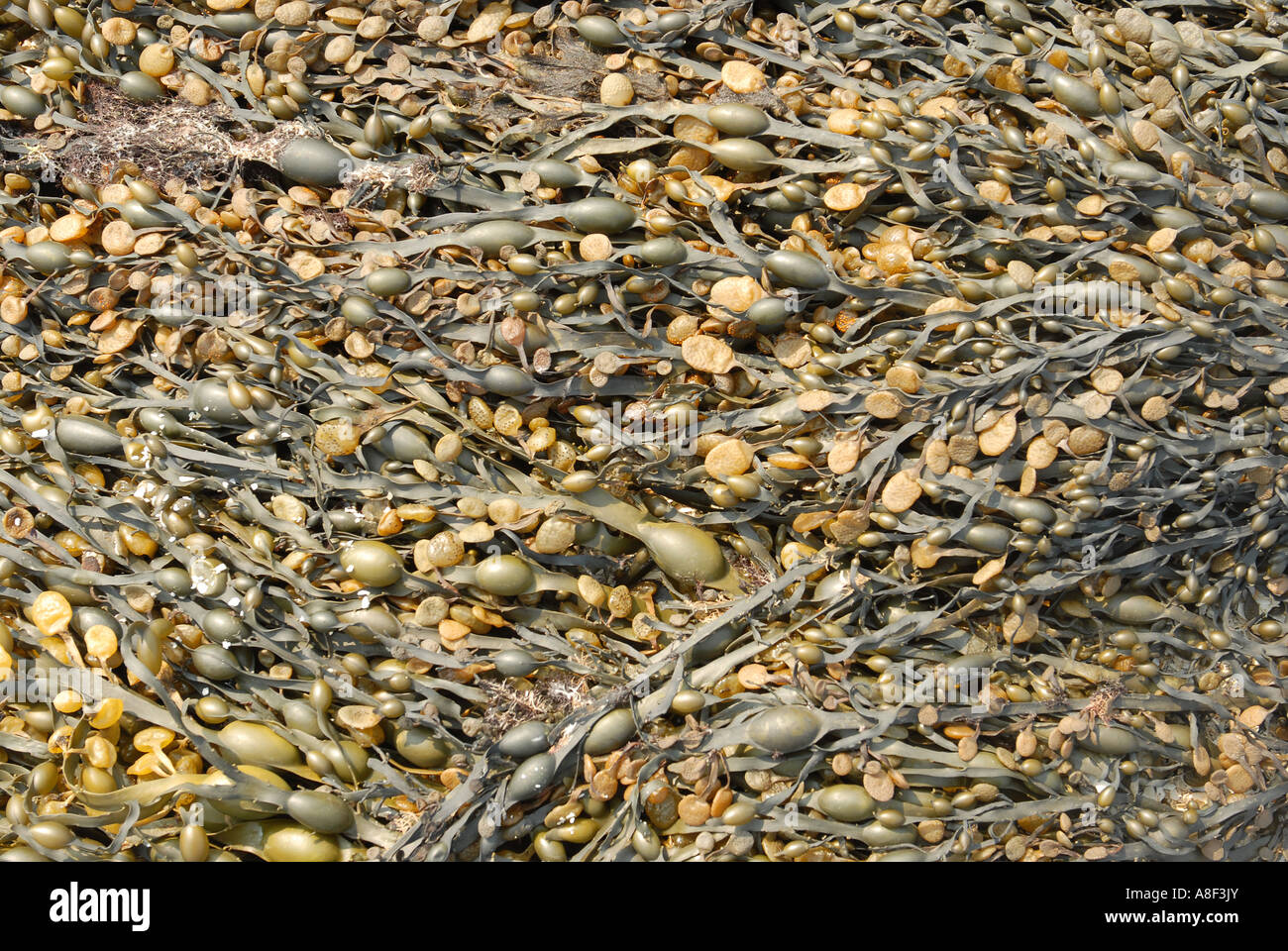 Seaweed and tiny shells in a shallow bay, Scotland Stock Photo - Alamy