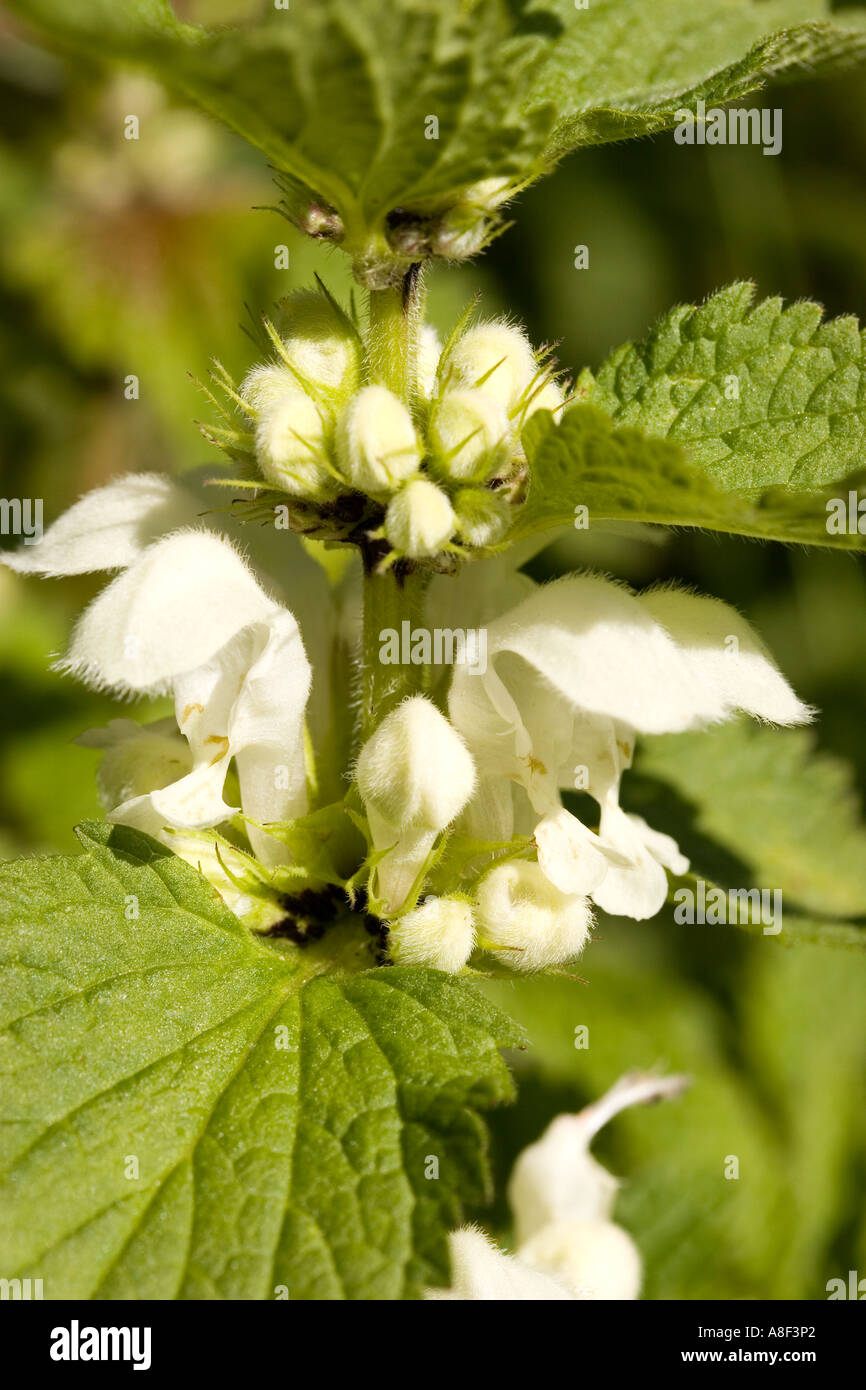 White Dead Nettle Lamium album Stock Photo - Alamy