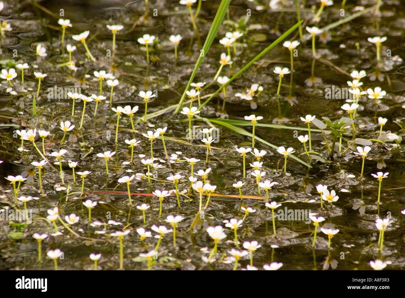Common Water Crowfoot Ranunculus aquatilis Stock Photo - Alamy