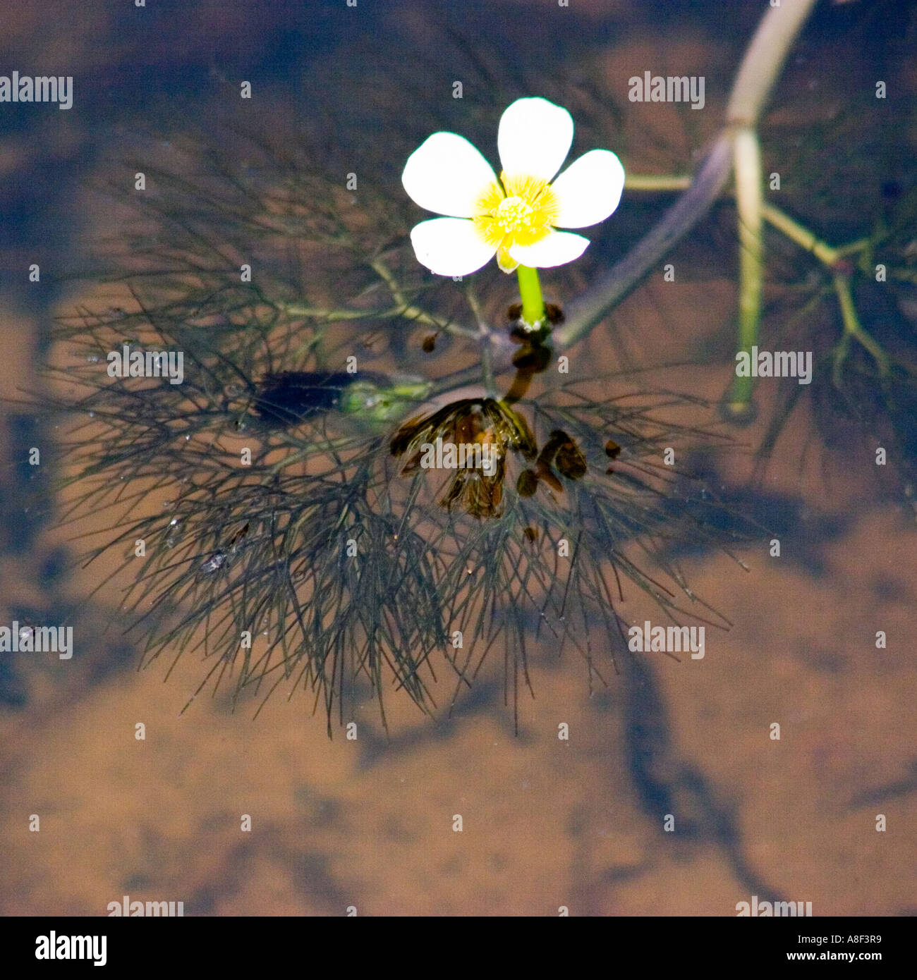 Common Water Crowfoot Ranunculus aquatilis Stock Photo - Alamy