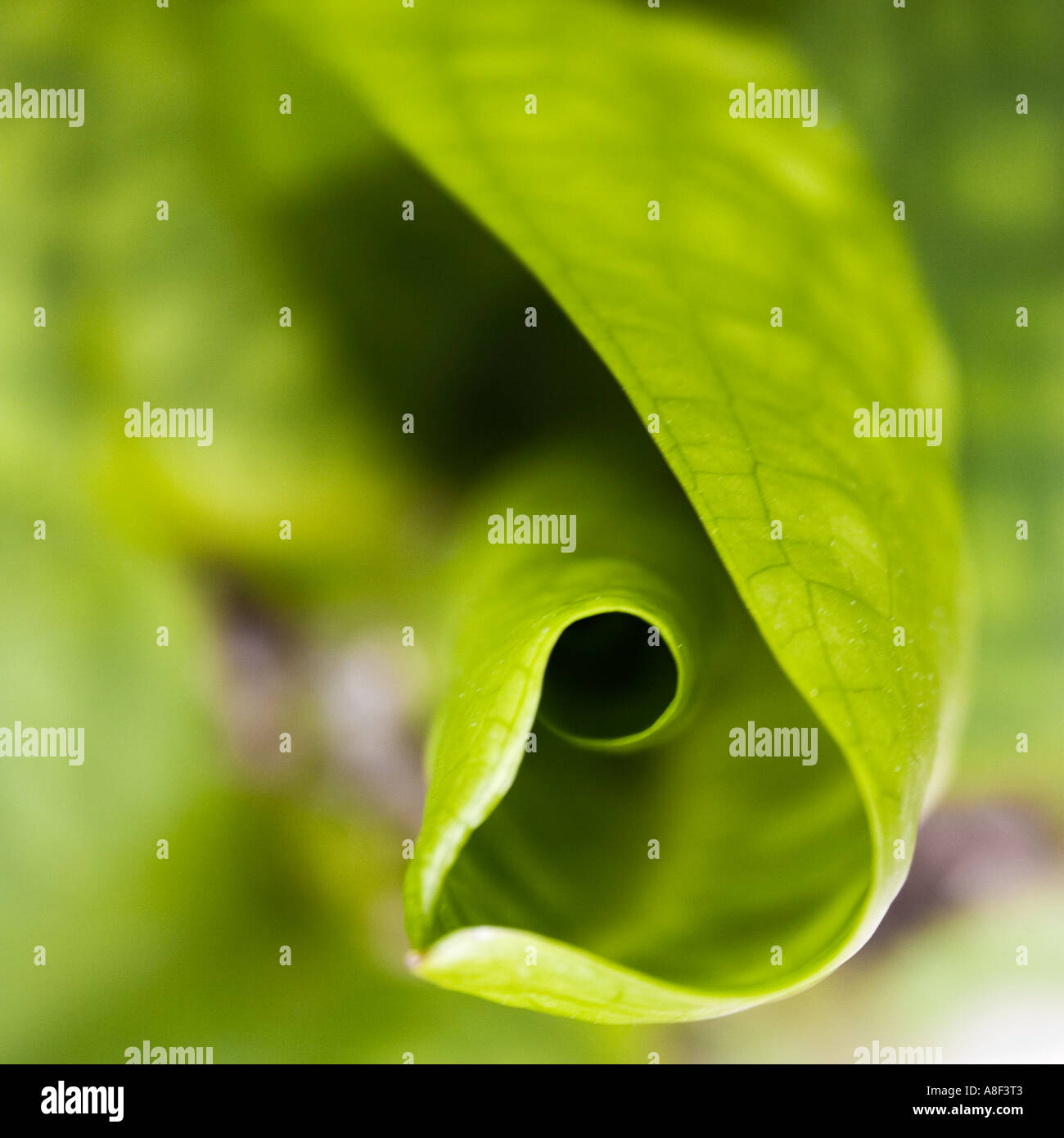 Curled leaf hi-res stock photography and images - Alamy