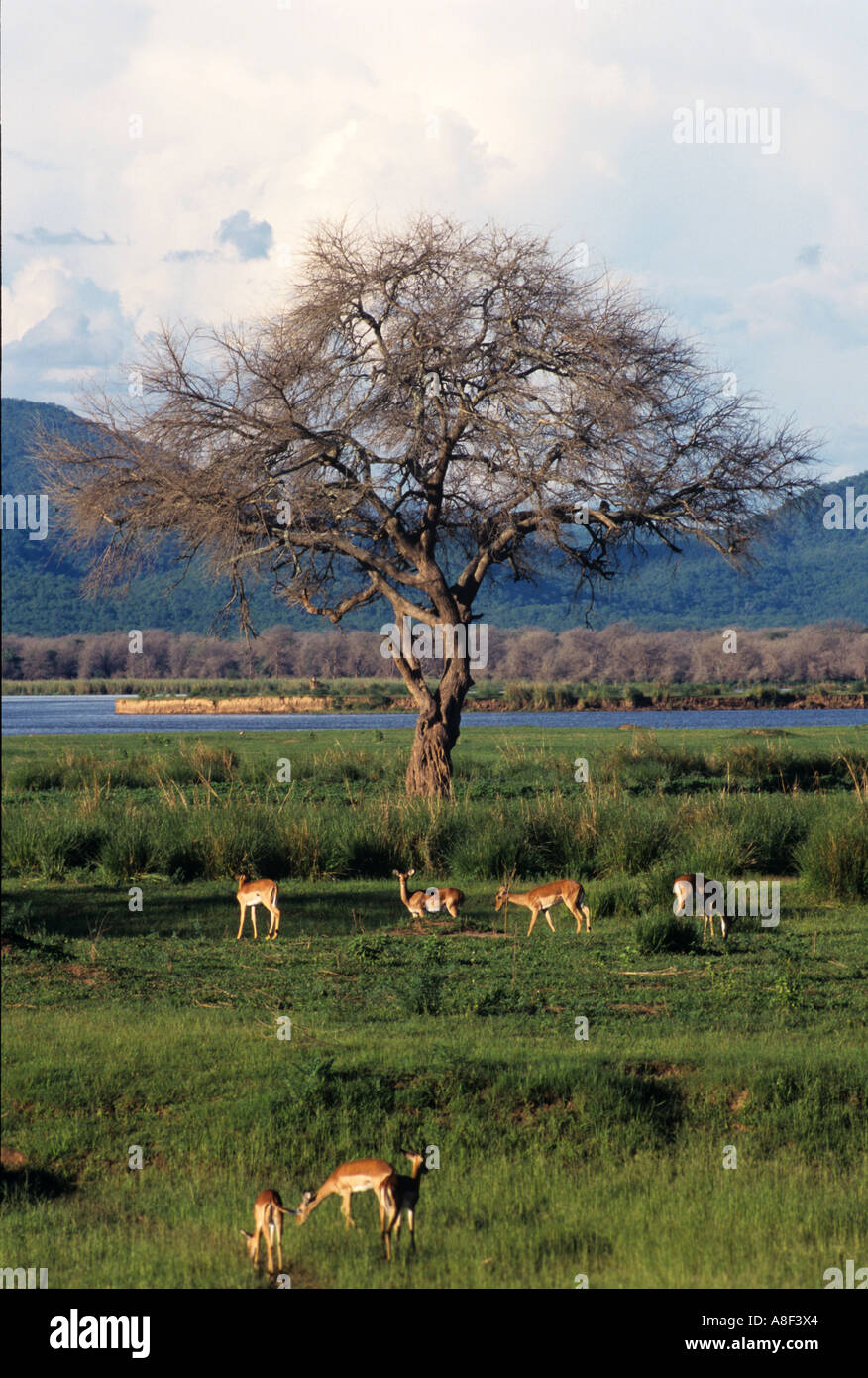 Impala breeding herd hi-res stock photography and images - Alamy
