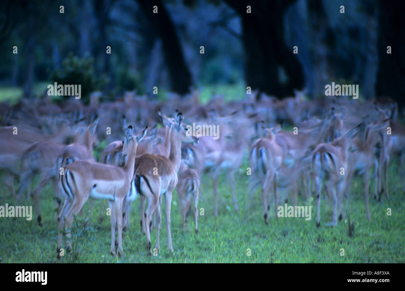 A large group of Impala move through the twilight of Zimbabwe's Mana ...