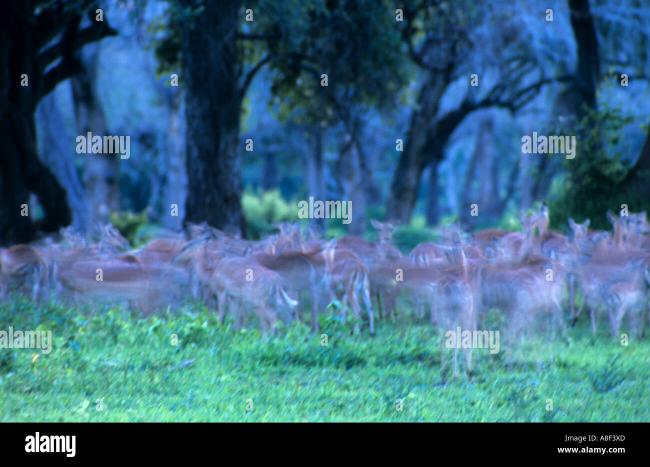 A large group of Impala move through the twilight of Zimbabwe's Mana ...