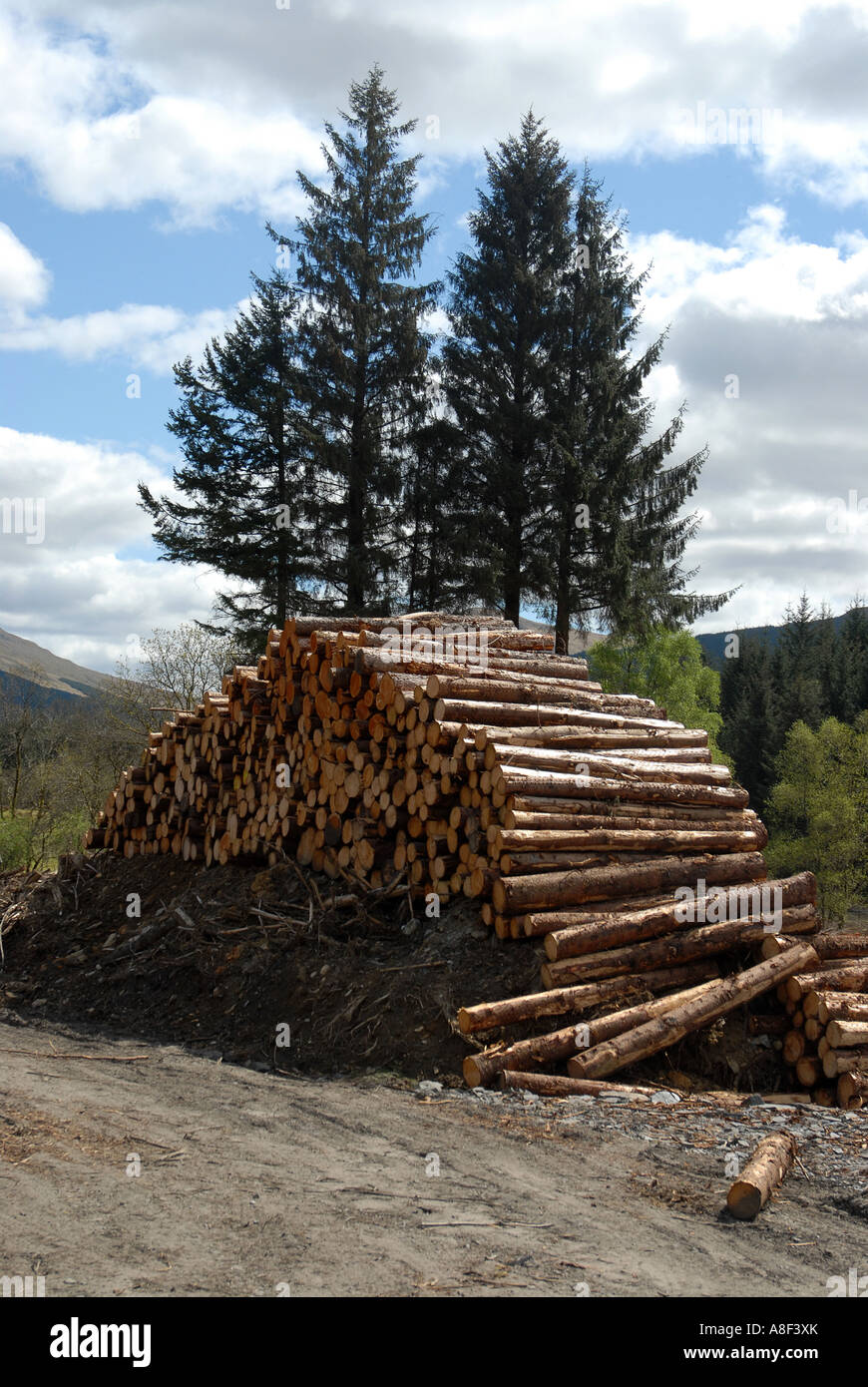 Norway spruce scotland hi-res stock photography and images - Alamy