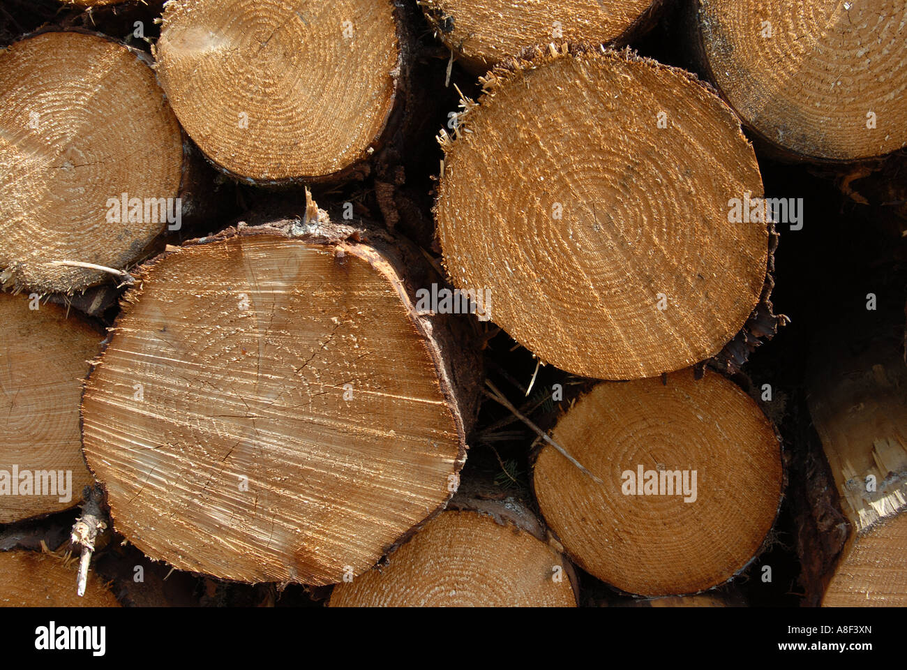 Logs of Norway Spruce which is classed as softwood and of a low grade ...