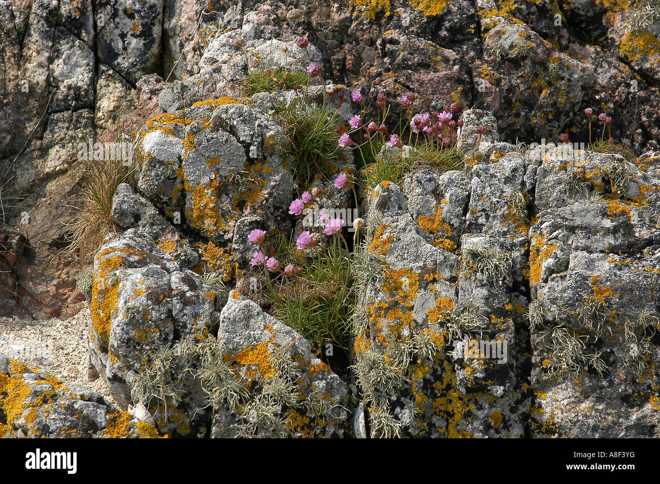 Wild Scottish spring flowers grow on the lava rocks Stock Photo - Alamy