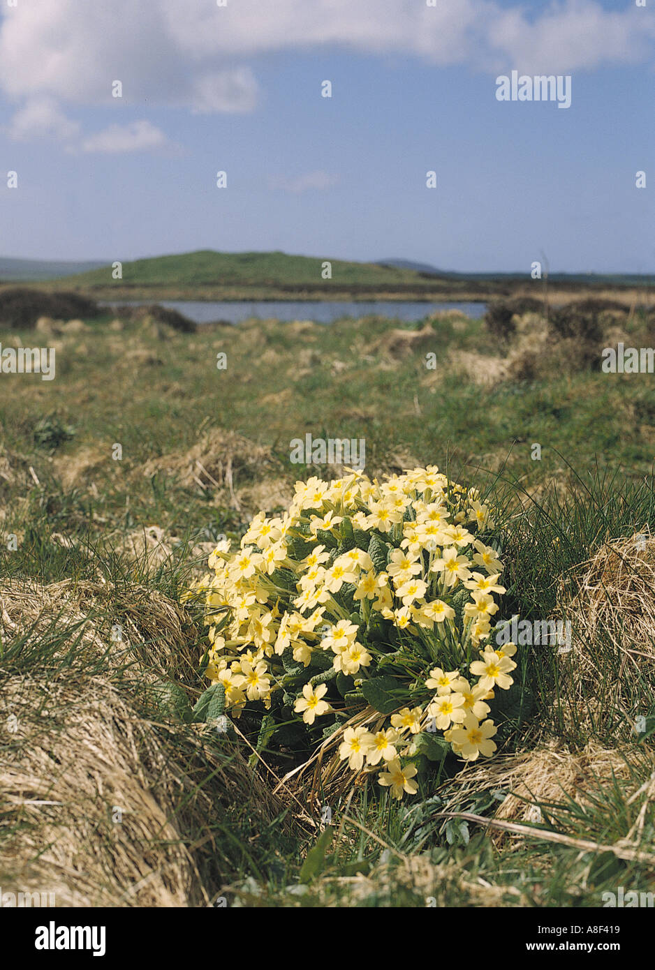 dh Primula Vulgaris PRIMROSE UK Flowers Lochside Stenness Orkney ...