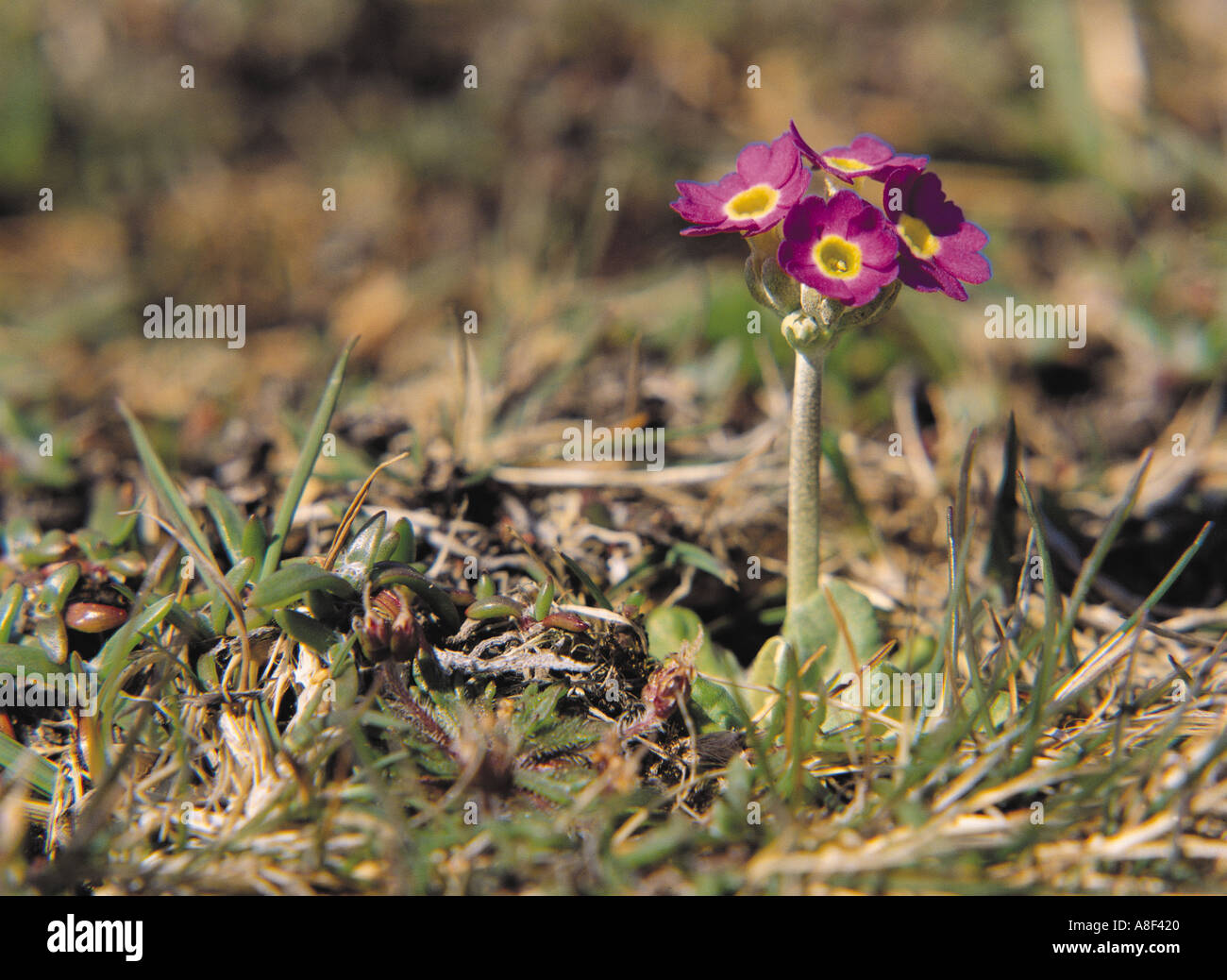 dh Primula Scotica PRIMROSE UK Scottish Primrose Primula Scotica Stock ...