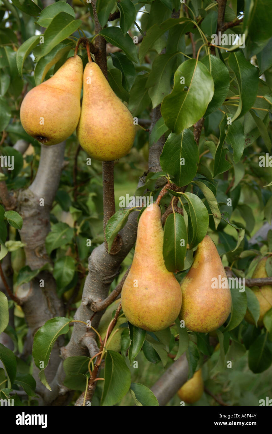 There are many fruit growing orchards, many on farms in southern ...