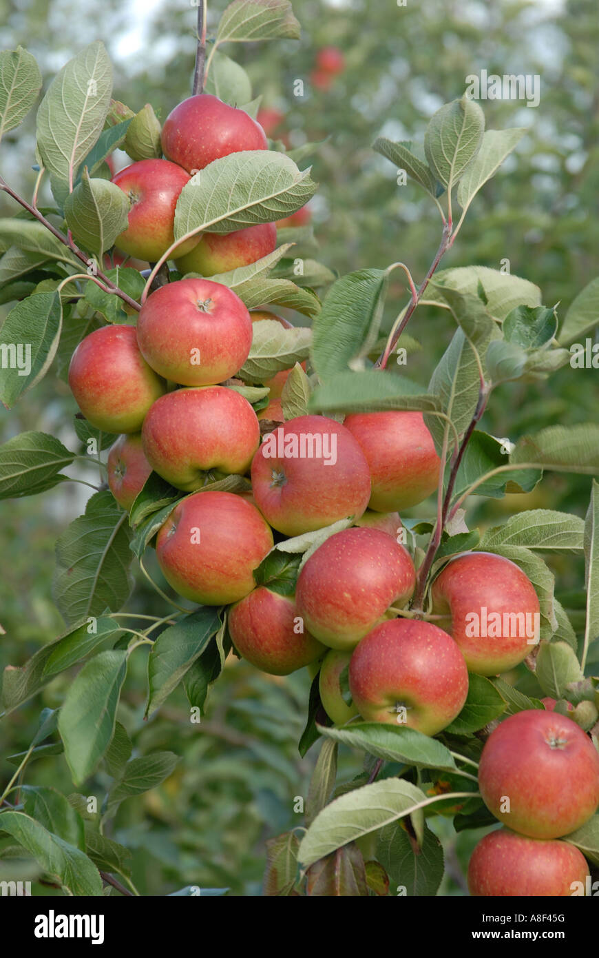 Fruit indusrty hi-res stock photography and images - Alamy