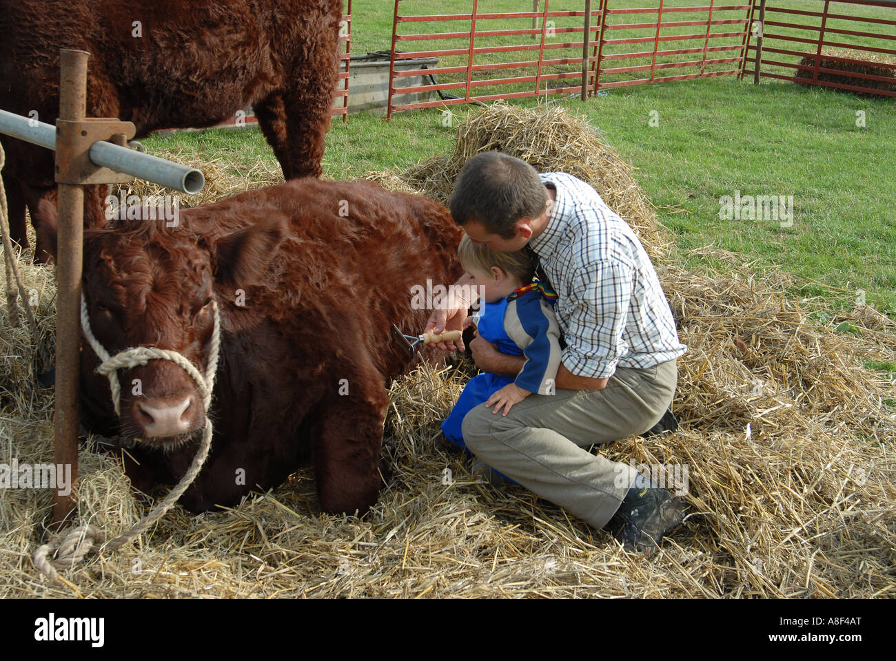 A farmer teaching his baby son on how to comb a cow before cattle ...