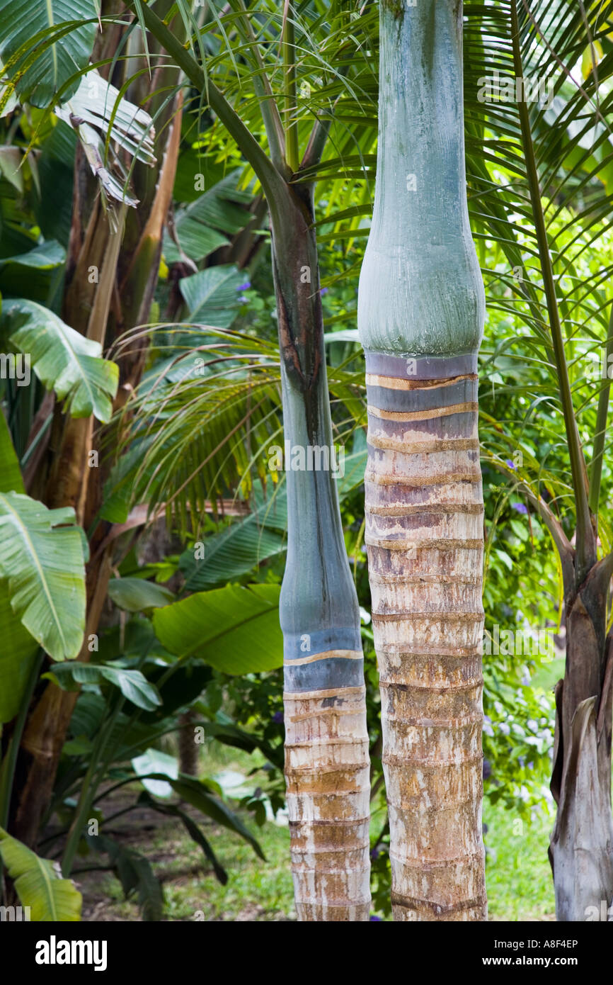 Spindle palm hi-res stock photography and images - Alamy