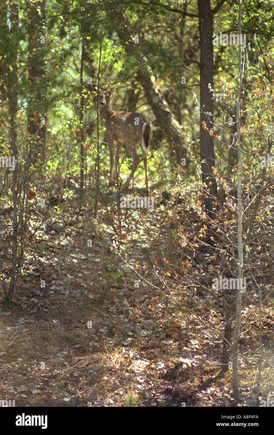 White-tailed deer hiding in North Minnesota woods. Camp Ripley ...