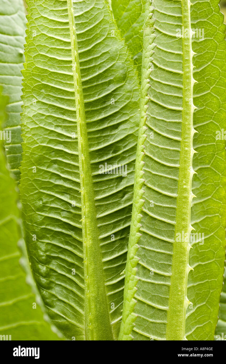 Wild Teasel Leaves Stock Photo - Alamy