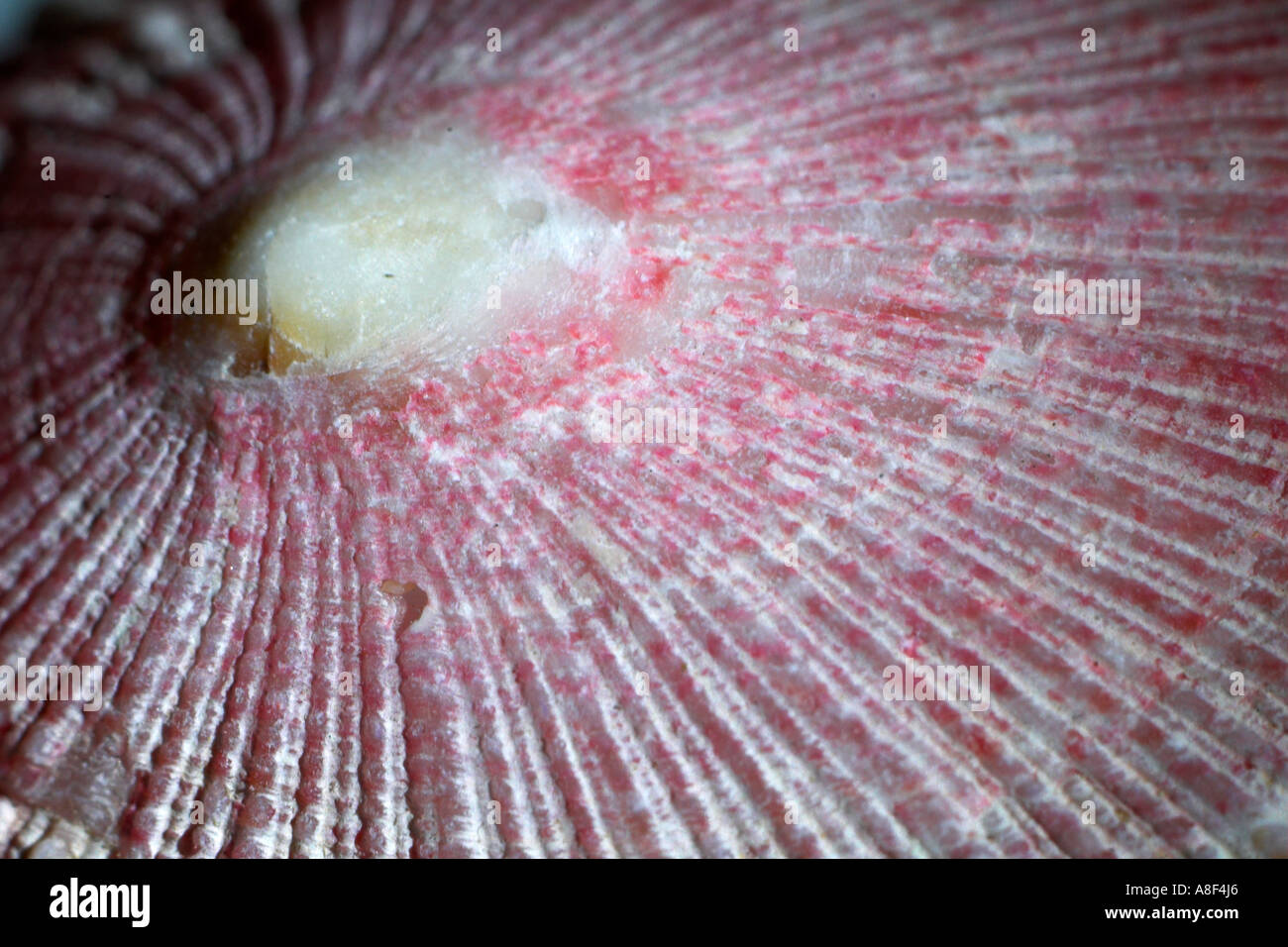 Shell ridges hi-res stock photography and images - Alamy