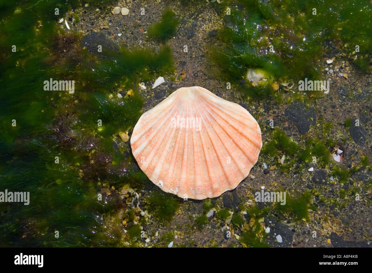 Beach of Cap d'Agde Stock Photo - Alamy