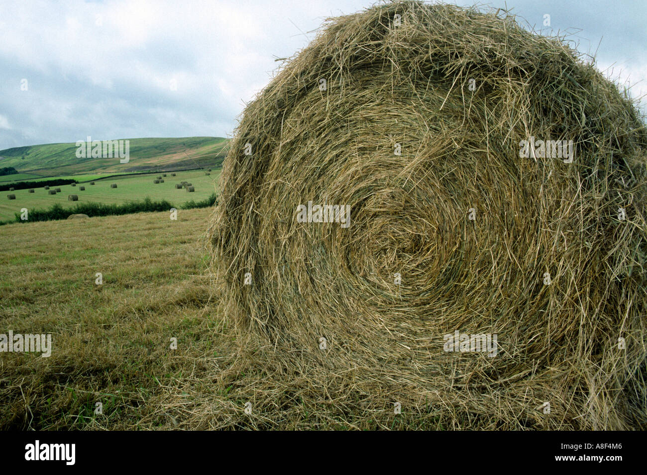 Round hay bales Stock Photo - Alamy