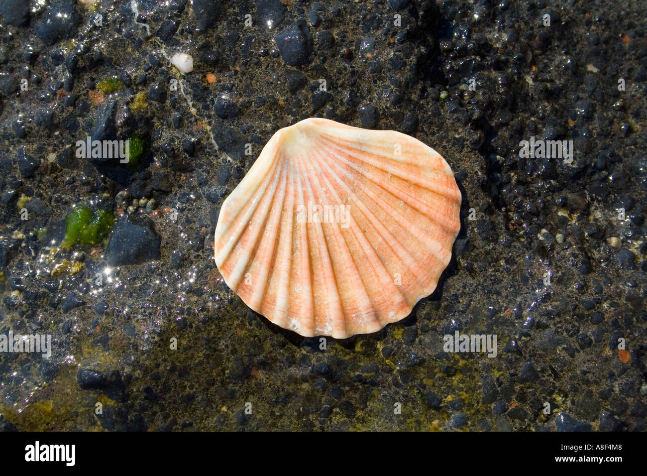 Beach of Cap d'Agde Stock Photo - Alamy